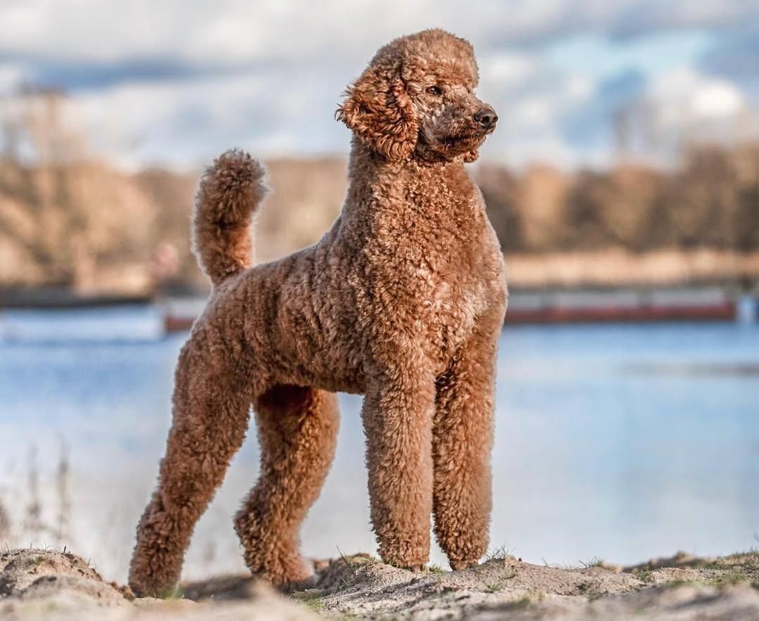 Make a Bequest - POODLE HAVEN